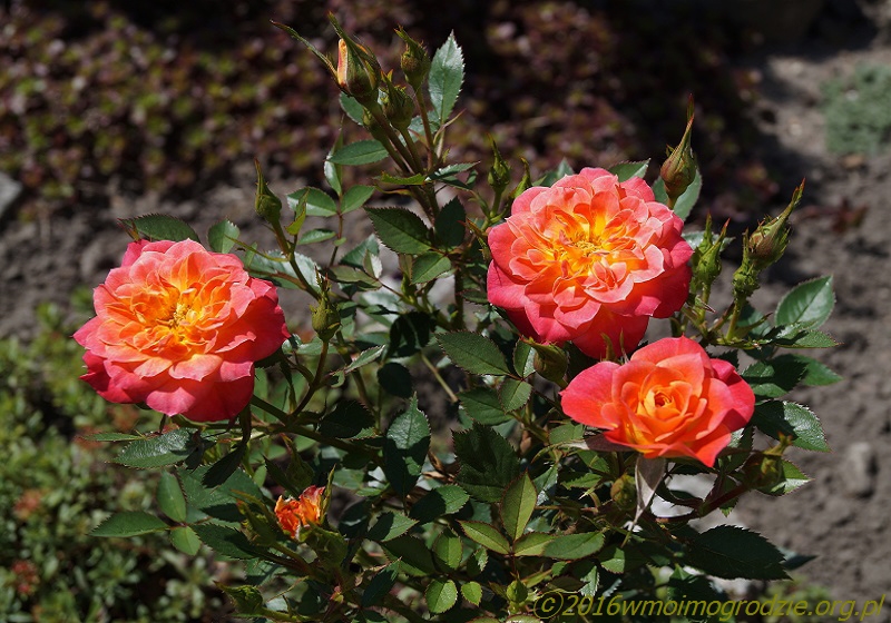 W moim ogrodzie - Mandarin® (Miniature, Polyantha)